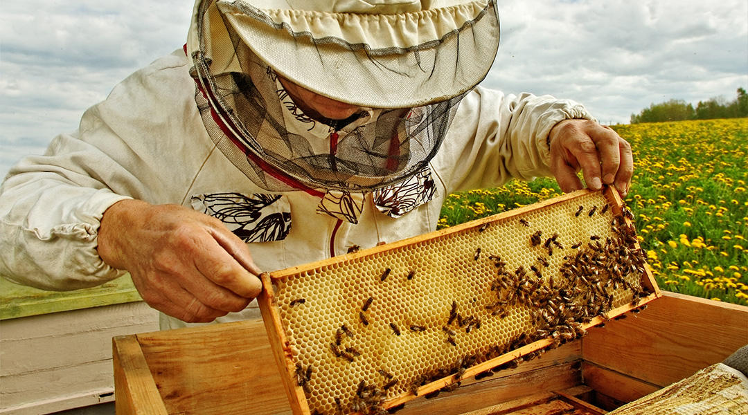 El proceso de elaboración de la miel - MAES HONEY