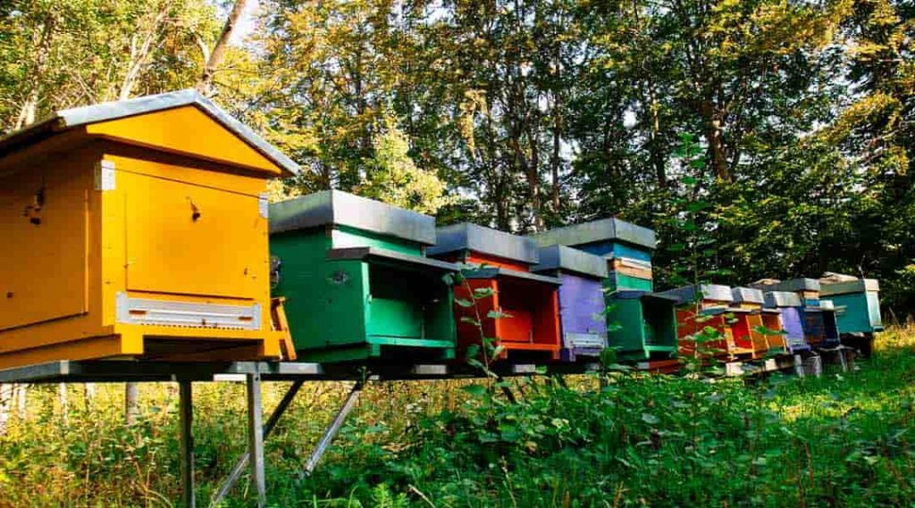 Tipos de colmenas - MAES HONEY