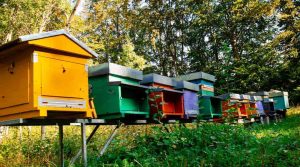 Tipos de colmenas - MAES HONEY