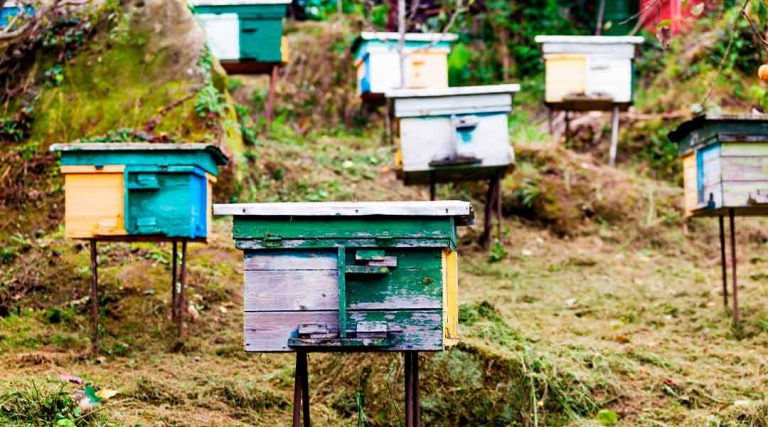 Tipos de colmenas - MAES HONEY