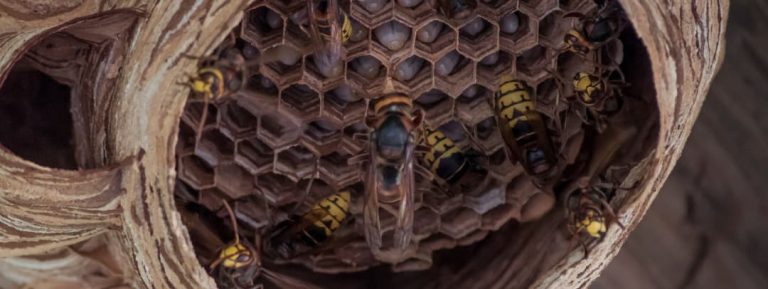 La colmena, el origen de la miel - MAES Honey