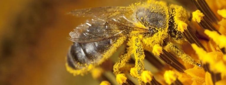 La producción de miel en la colmena. - MAES HONEY