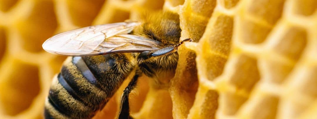 ¿Por qué las abejas hacen miel? - MAES HONEY